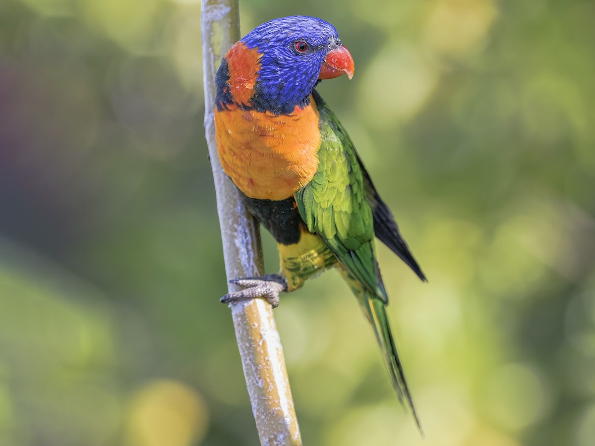 Red-collared Lorikeet - Trichoglossus rubritorquis - Birds of the World