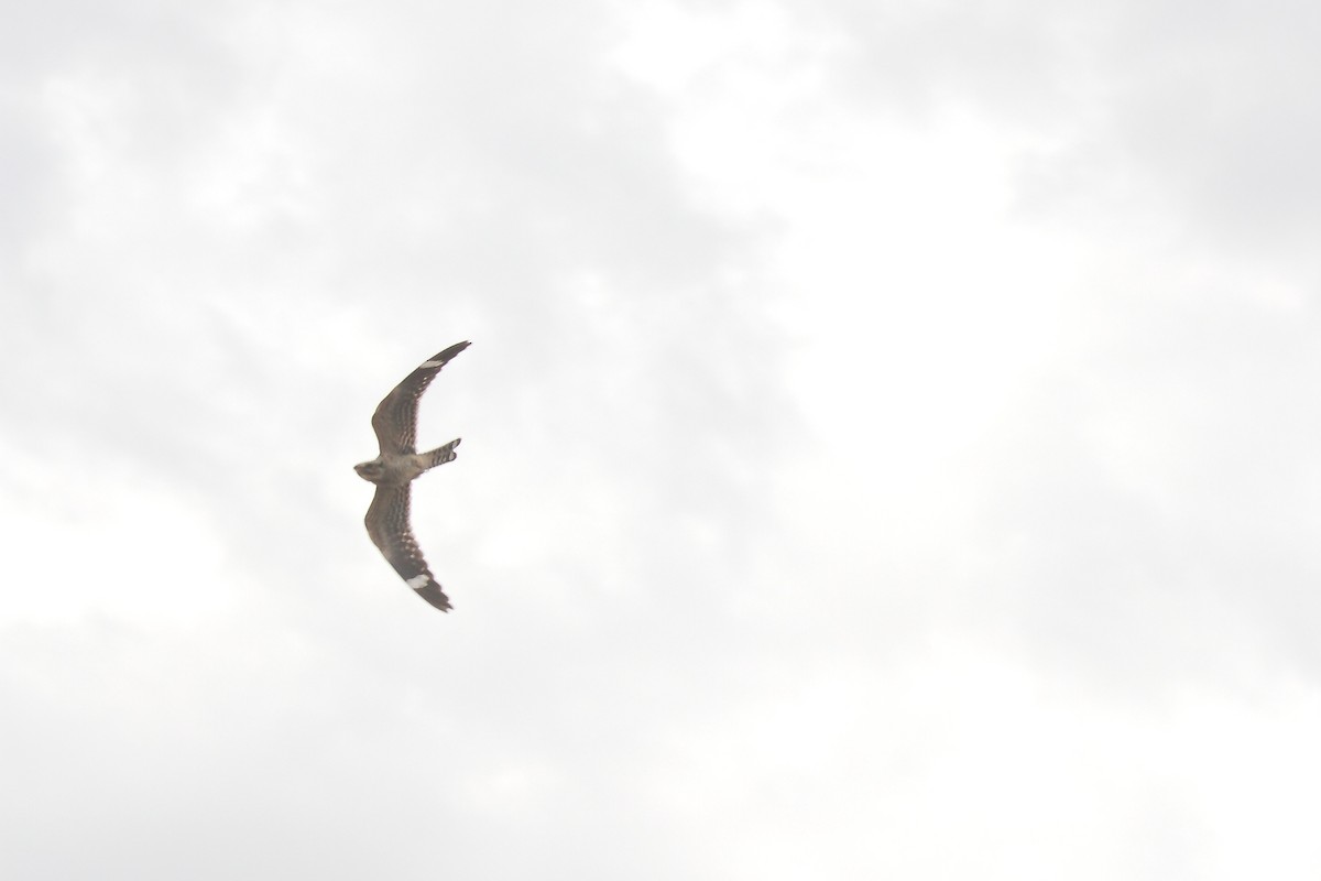 eBird Checklist - 6 Aug 2019 - Salton Sea--Wister Unit - 8 species