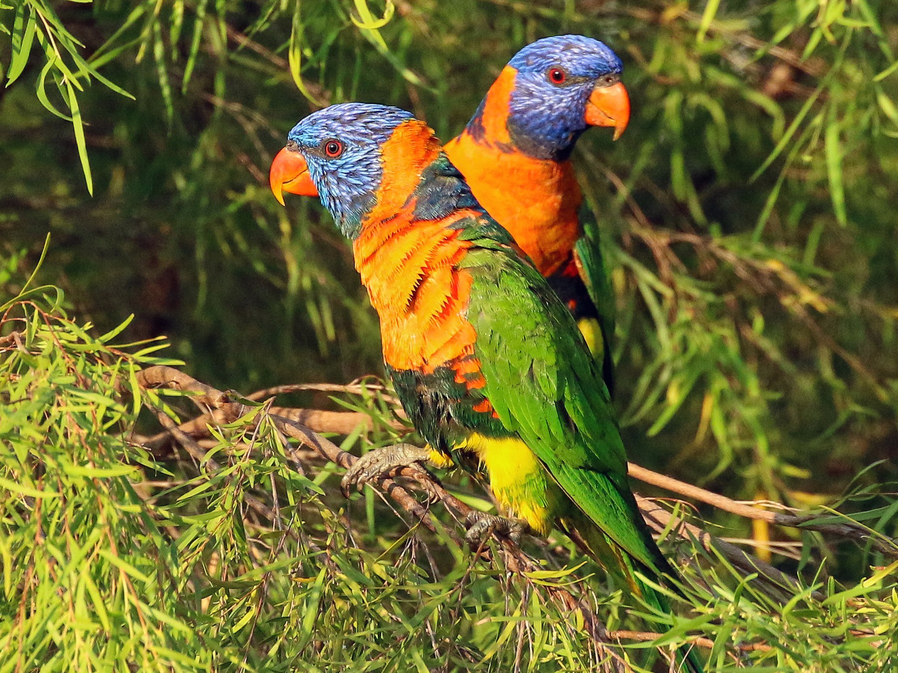 Red-collared Lorikeet - eBird