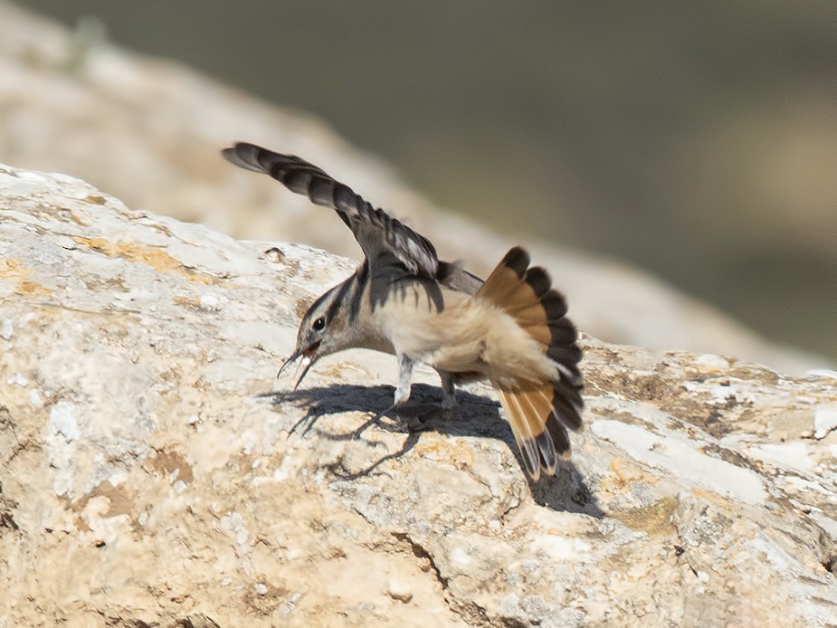 Red-tailed Wheatear - eBird