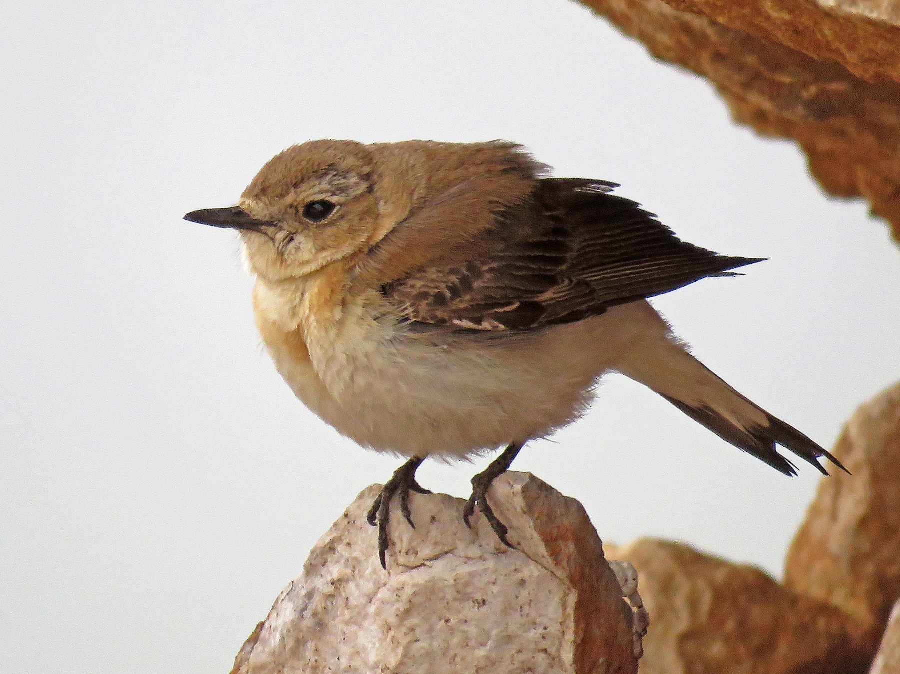 Kurdish Wheatear - eBird
