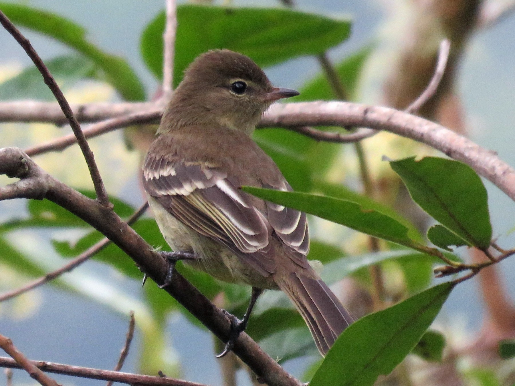 Fiofío Oscuro - eBird