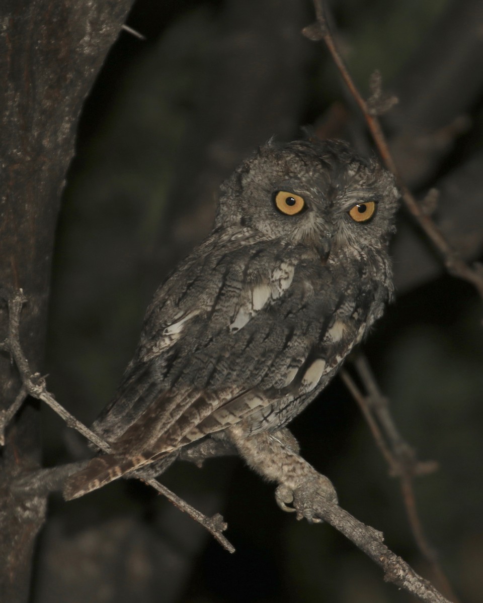 eBird Checklist - 8 Aug 2019 - Proctor Road dispersed campground - 2 ...