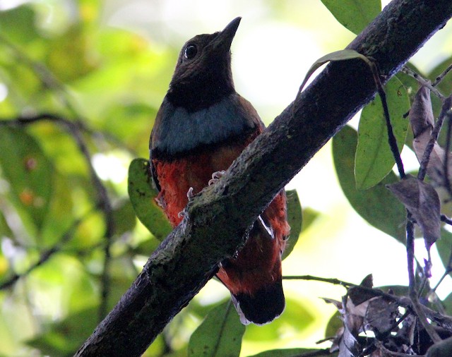 Photos - Papuan Pitta - Erythropitta macklotii - Birds of the World