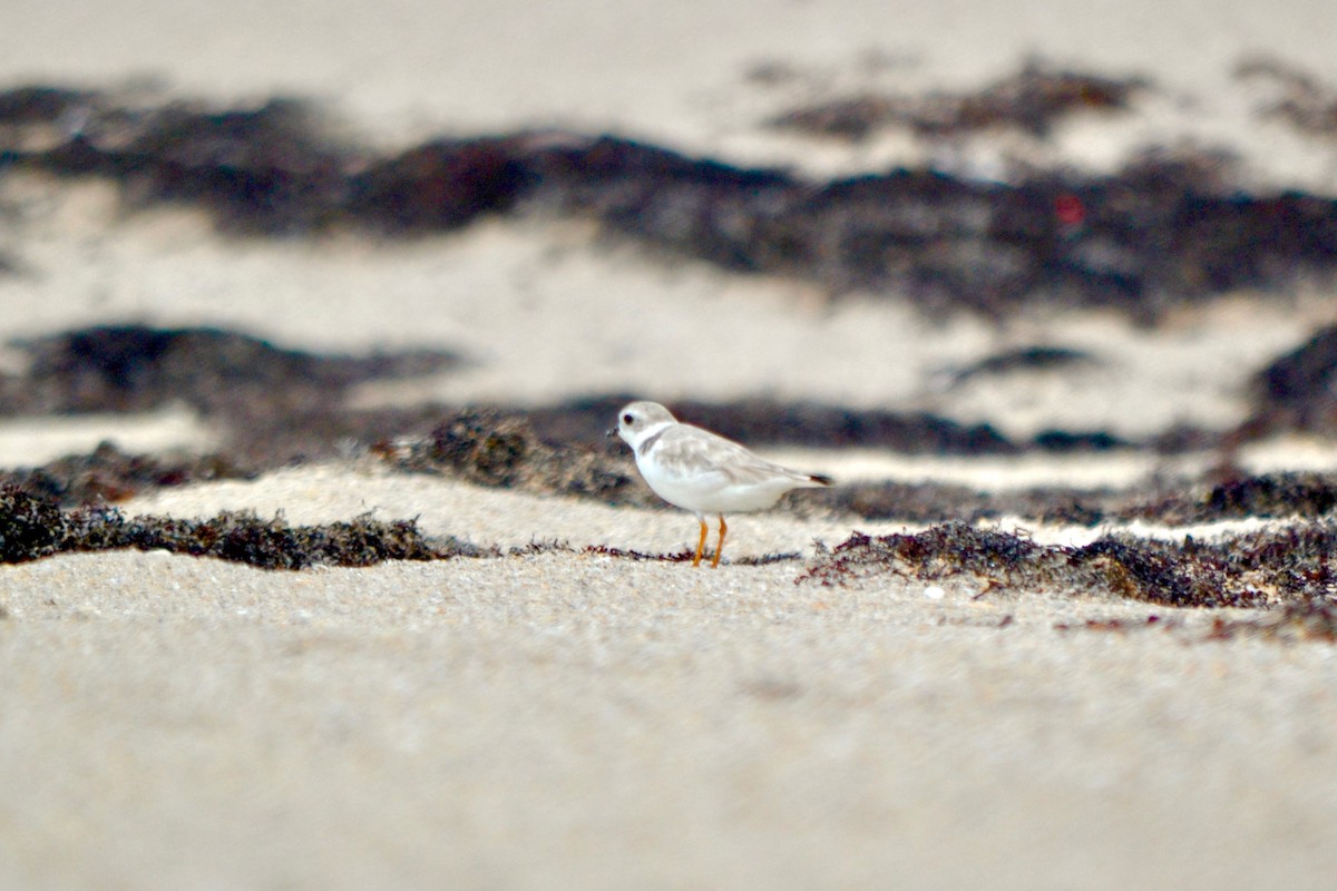 eBird Checklist - 8 Aug 2019 - Castaway Cove - 8 species
