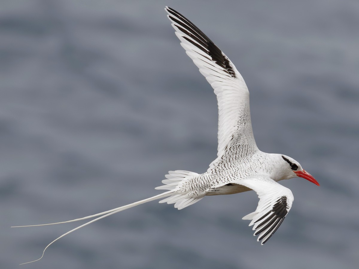 Red-billed Tropicbird - Phaethon aethereus - Birds of the World