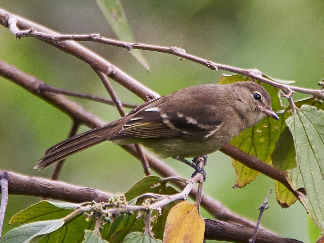 Fiofío Oscuro - eBird