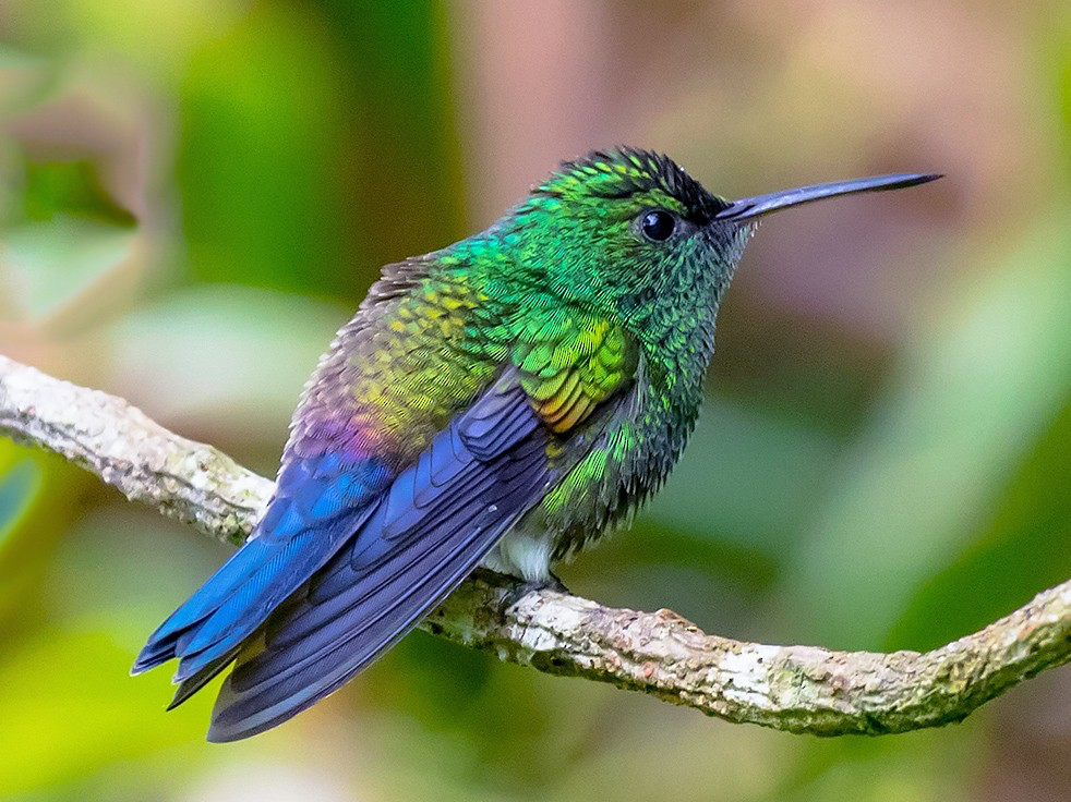 Blue-vented Hummingbird - Saucerottia hoffmanni - Birds of the World