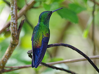 Blue-vented Hummingbird - eBird
