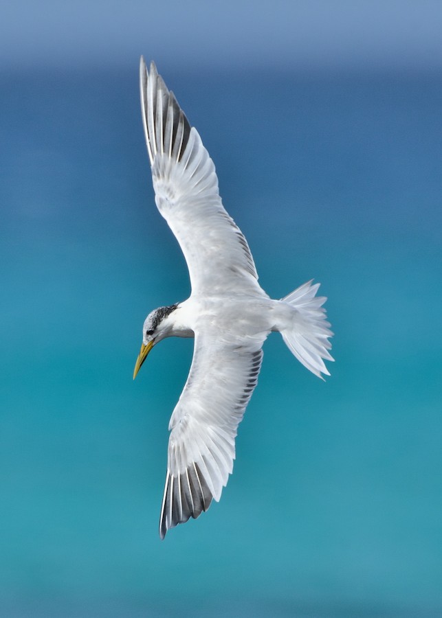 Sandwich Tern (Cayenne) - eBird