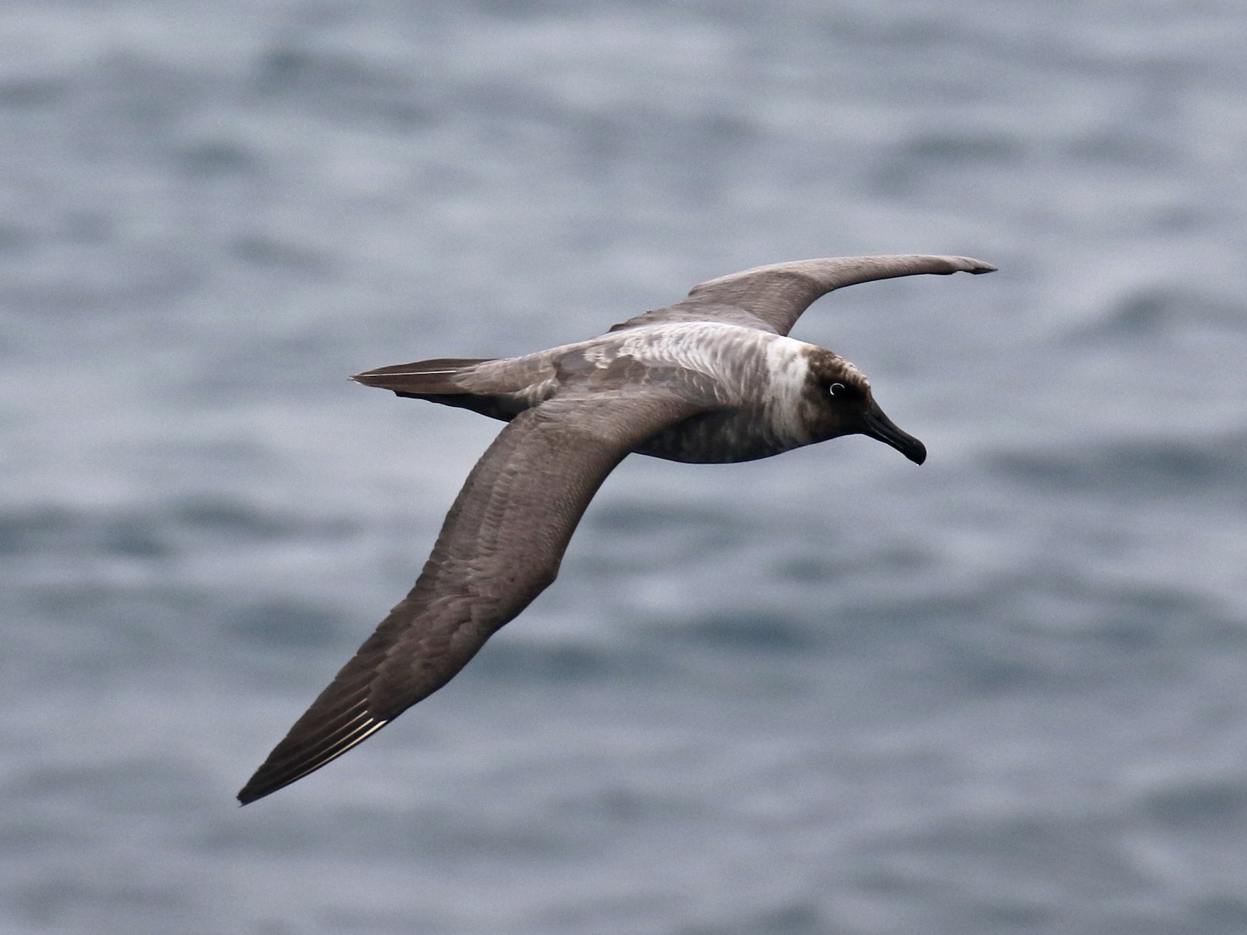 Light-mantled Albatross - eBird