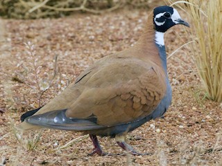 Flock Bronzewing - Phaps histrionica - Birds of the World