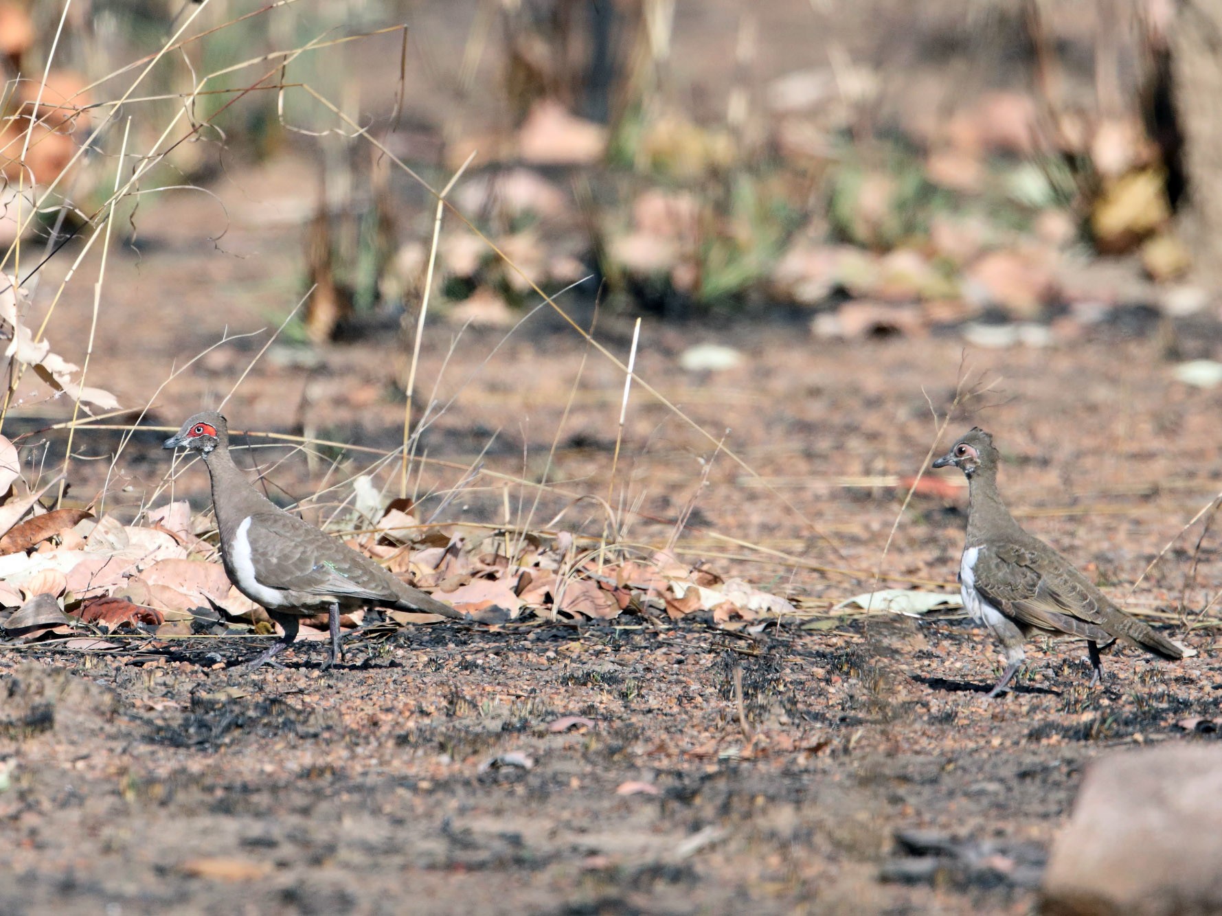 Partridge Pigeon - eBird