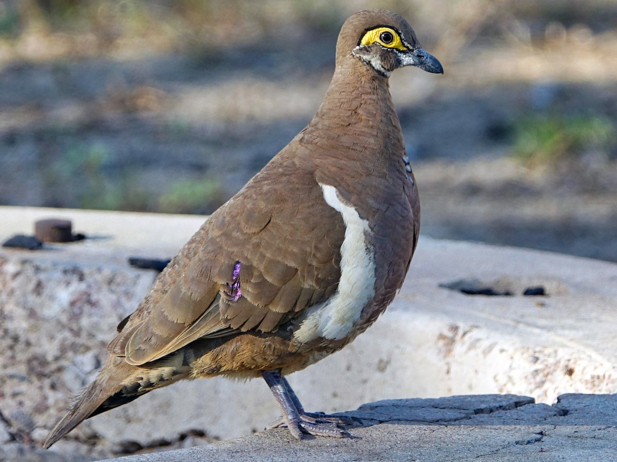 Partridge Pigeon - Geophaps smithii - Birds of the World