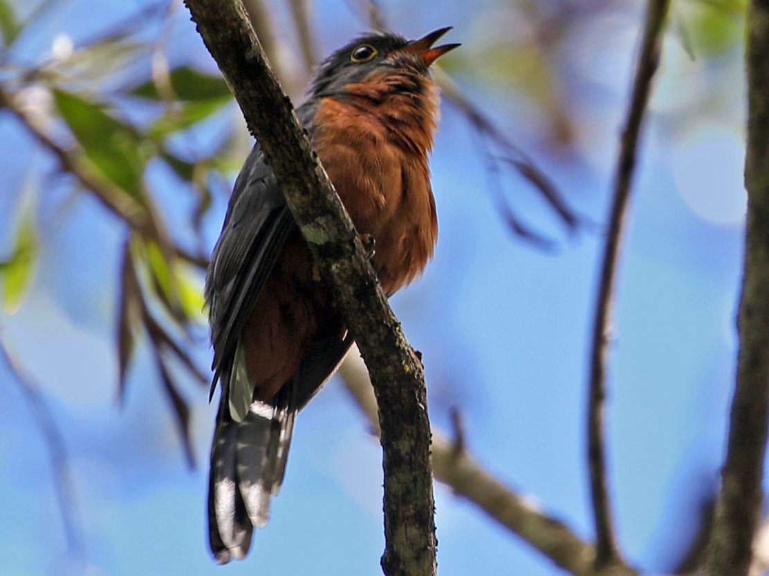 Chestnut-breasted Cuckoo - eBird