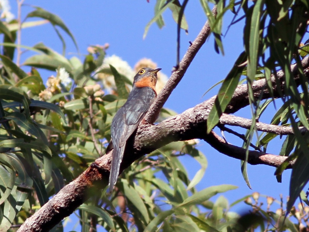 Chestnut-breasted Cuckoo - eBird