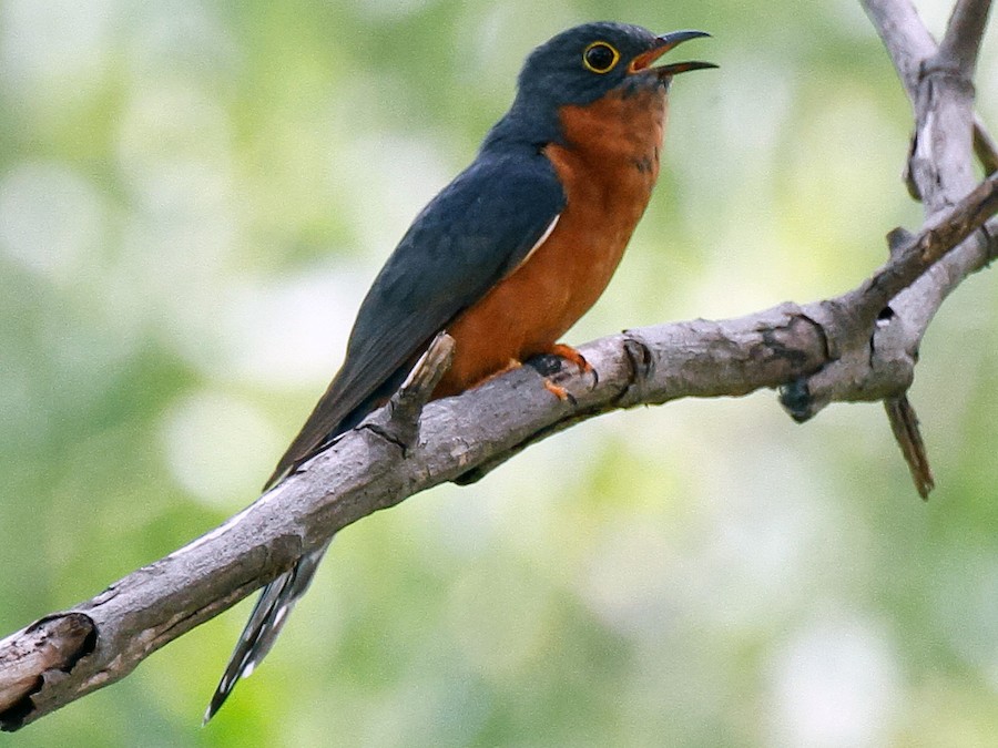 Chestnut-breasted Cuckoo - eBird