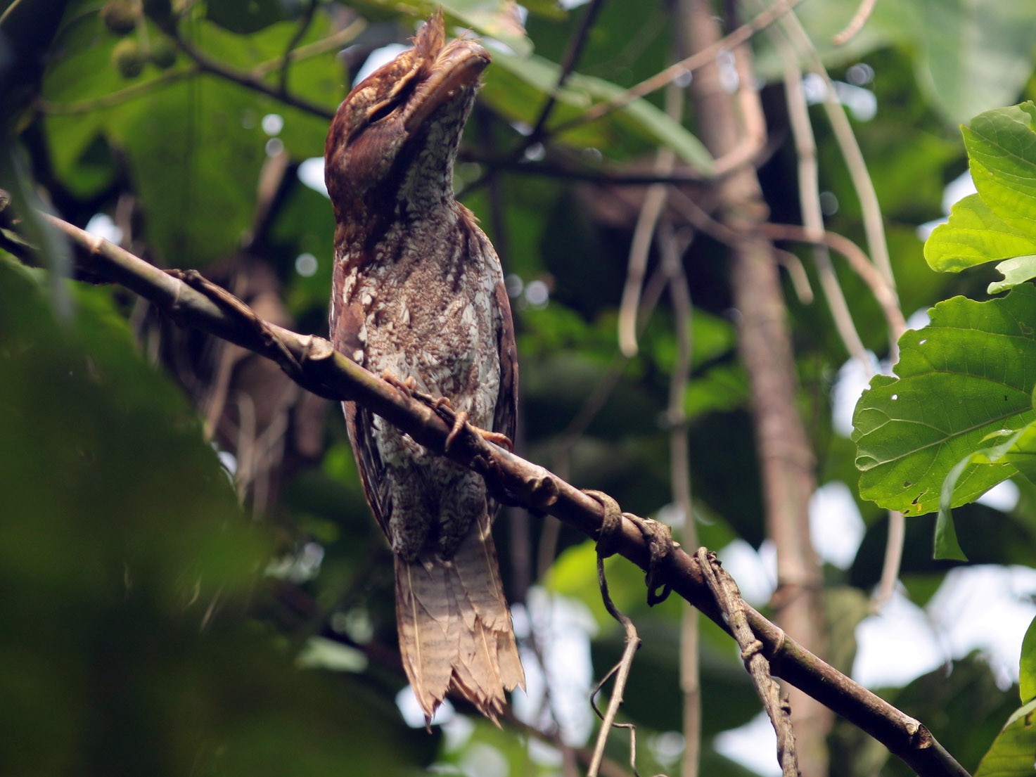 Marbled Frogmouth - eBird