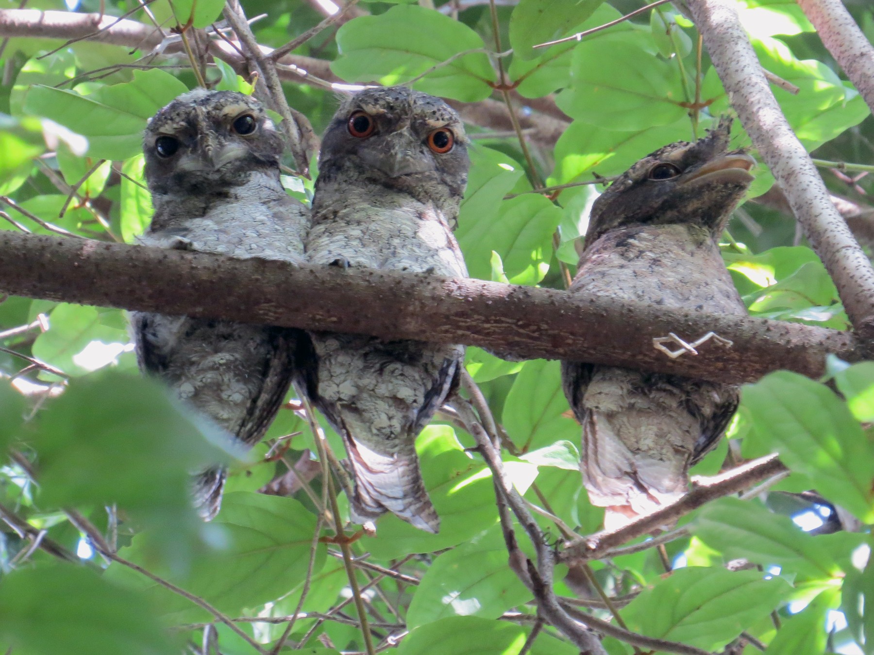 Podargo Ocelado - eBird