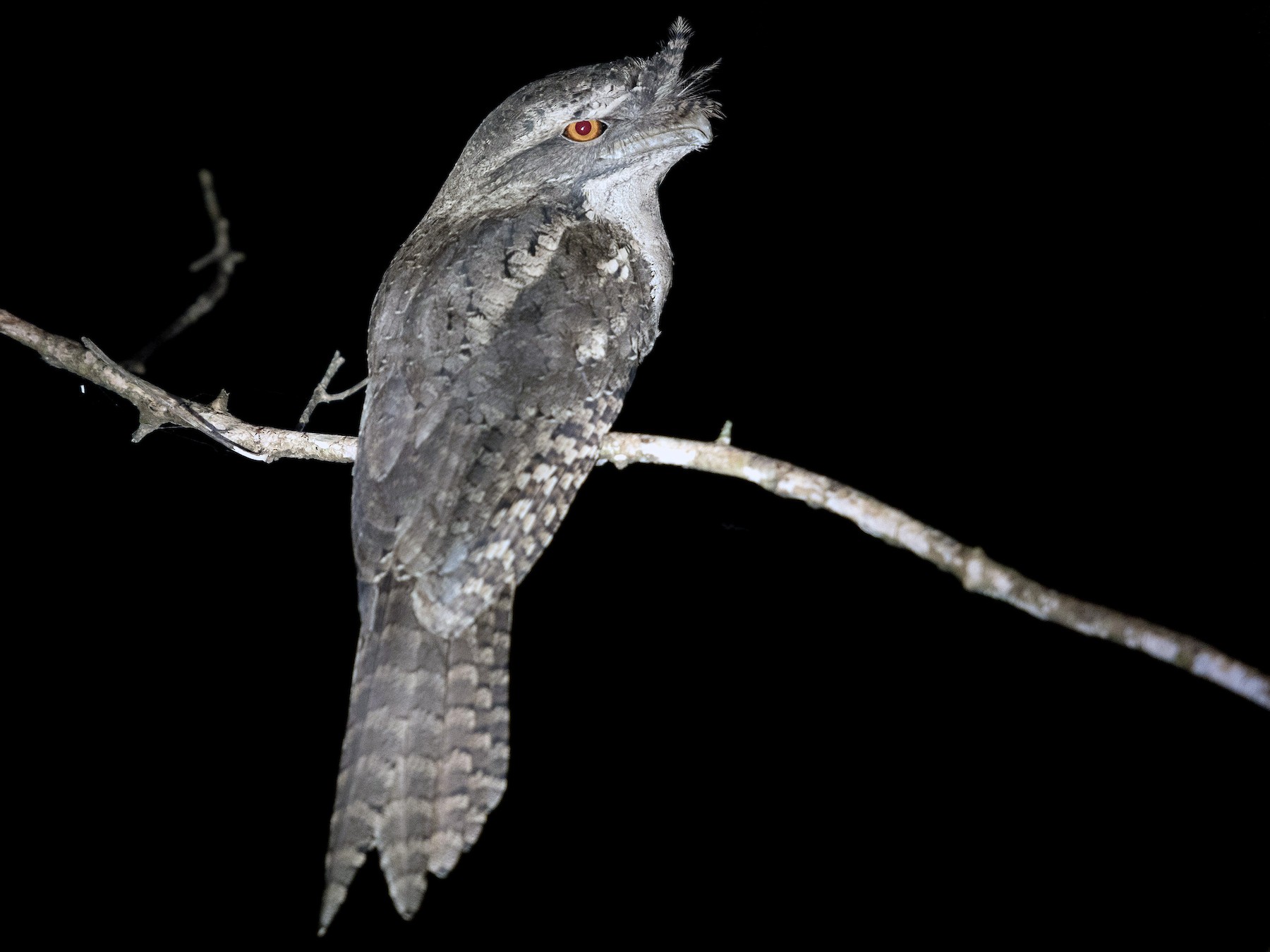 Podargo Ocelado - eBird