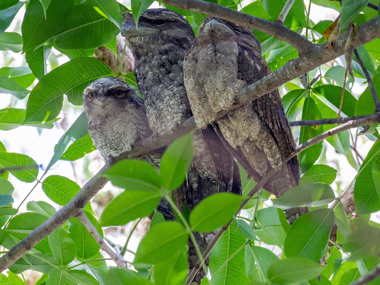 Podargo Papú - eBird