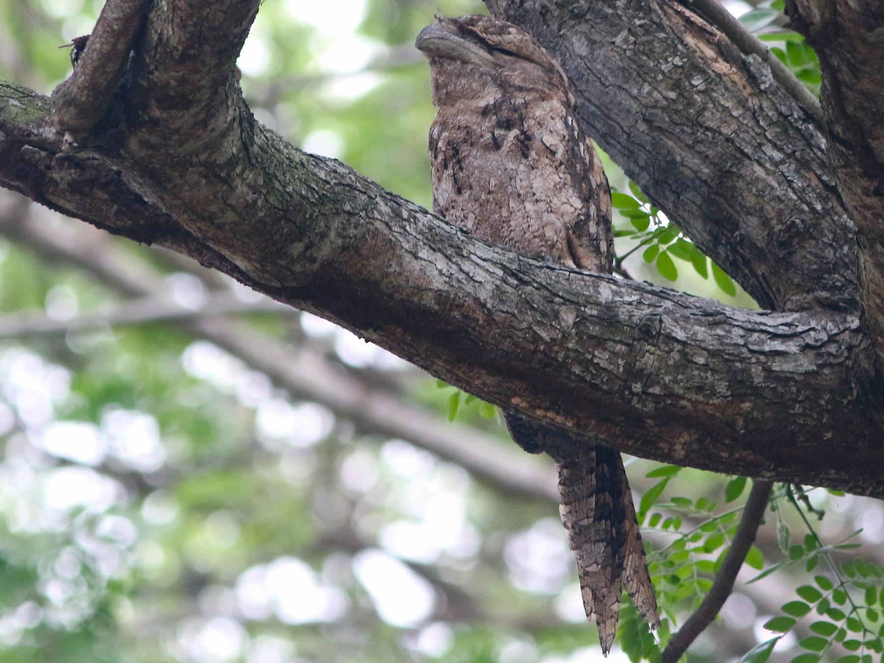 Podargo Papú - eBird