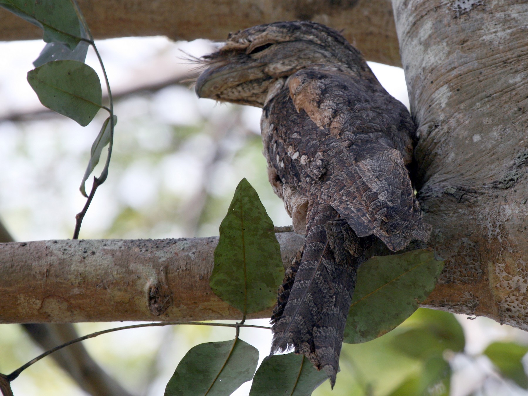 Podargo Papú - eBird