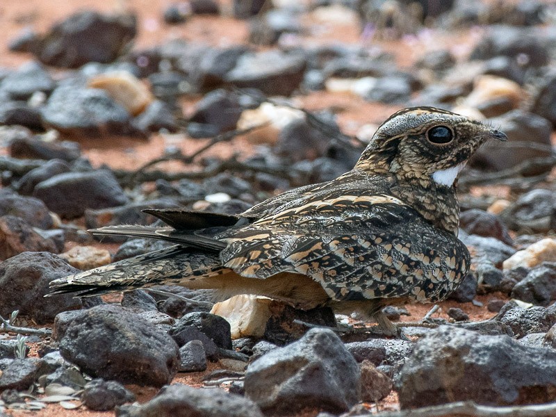 Spotted Nightjar - eBird