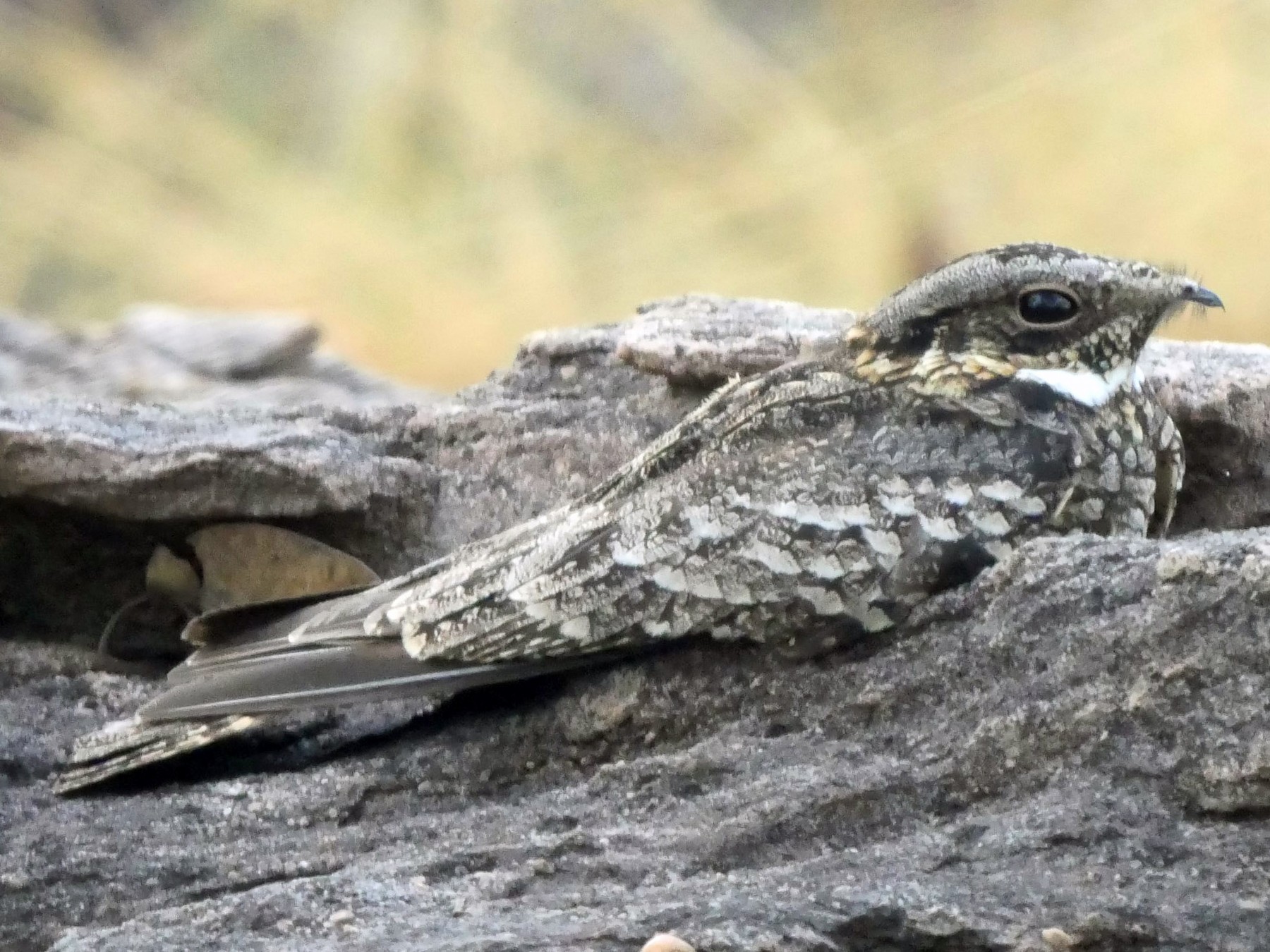 Spotted Nightjar - eBird