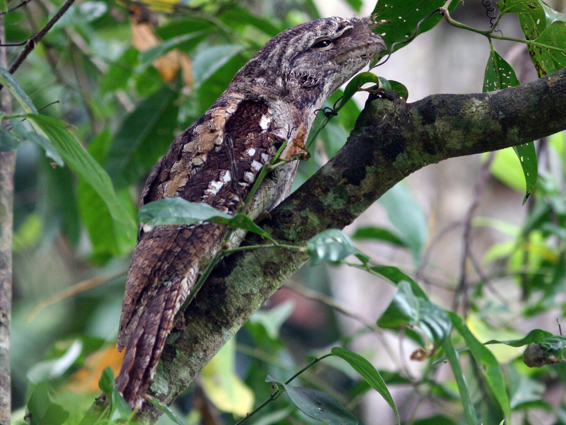 paszczak papuaski - eBird