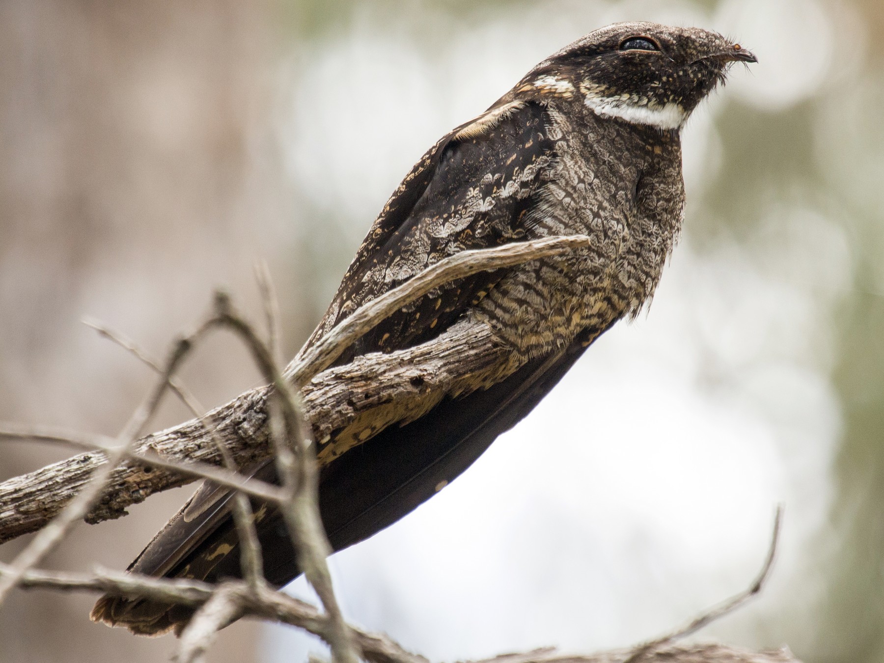 White-throated Nightjar - eBird