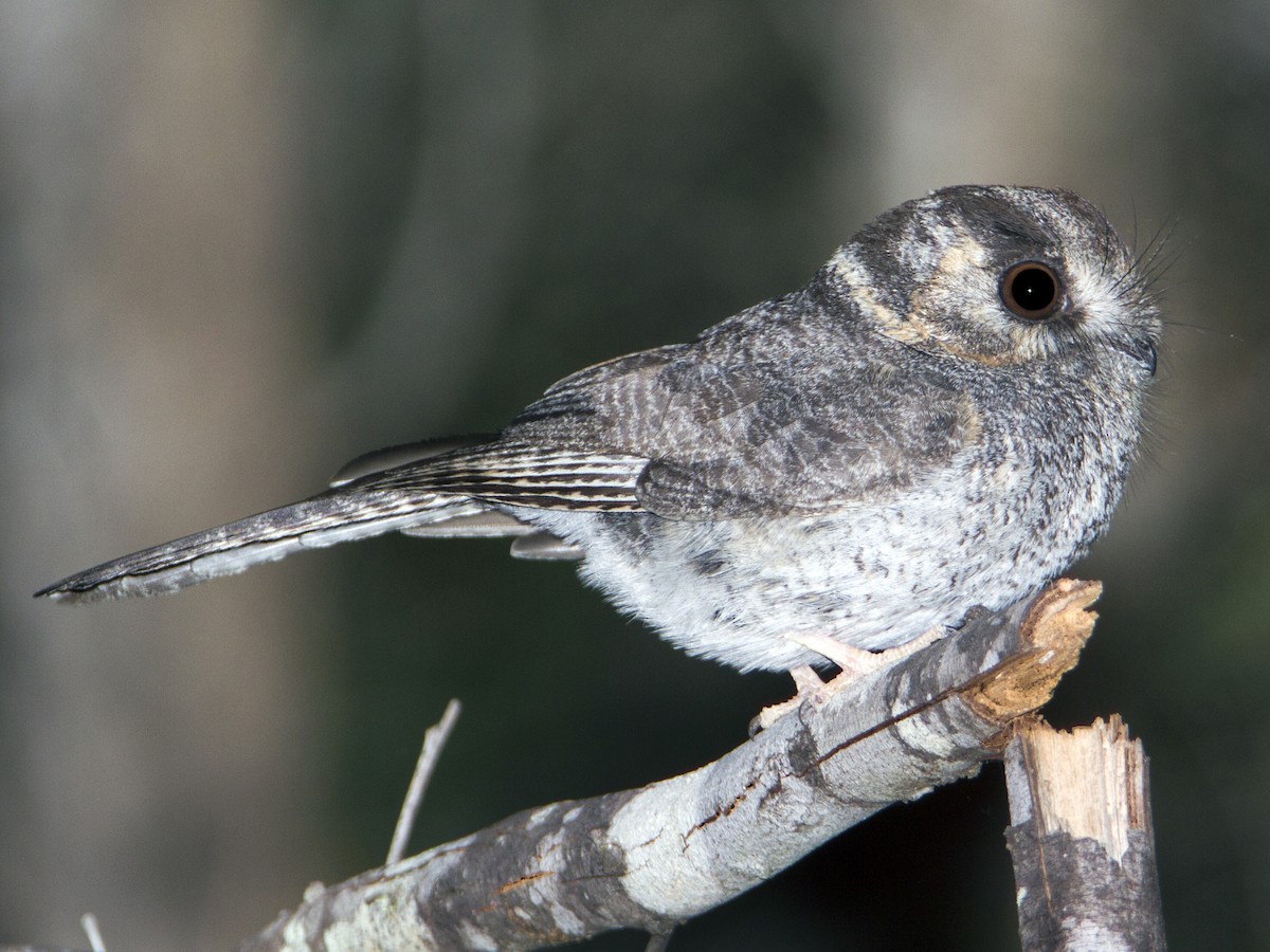 Australian Owlet-nightjar - Aegotheles cristatus - Birds of the World