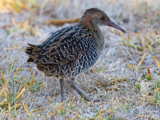 Lewin's Rail - eBird