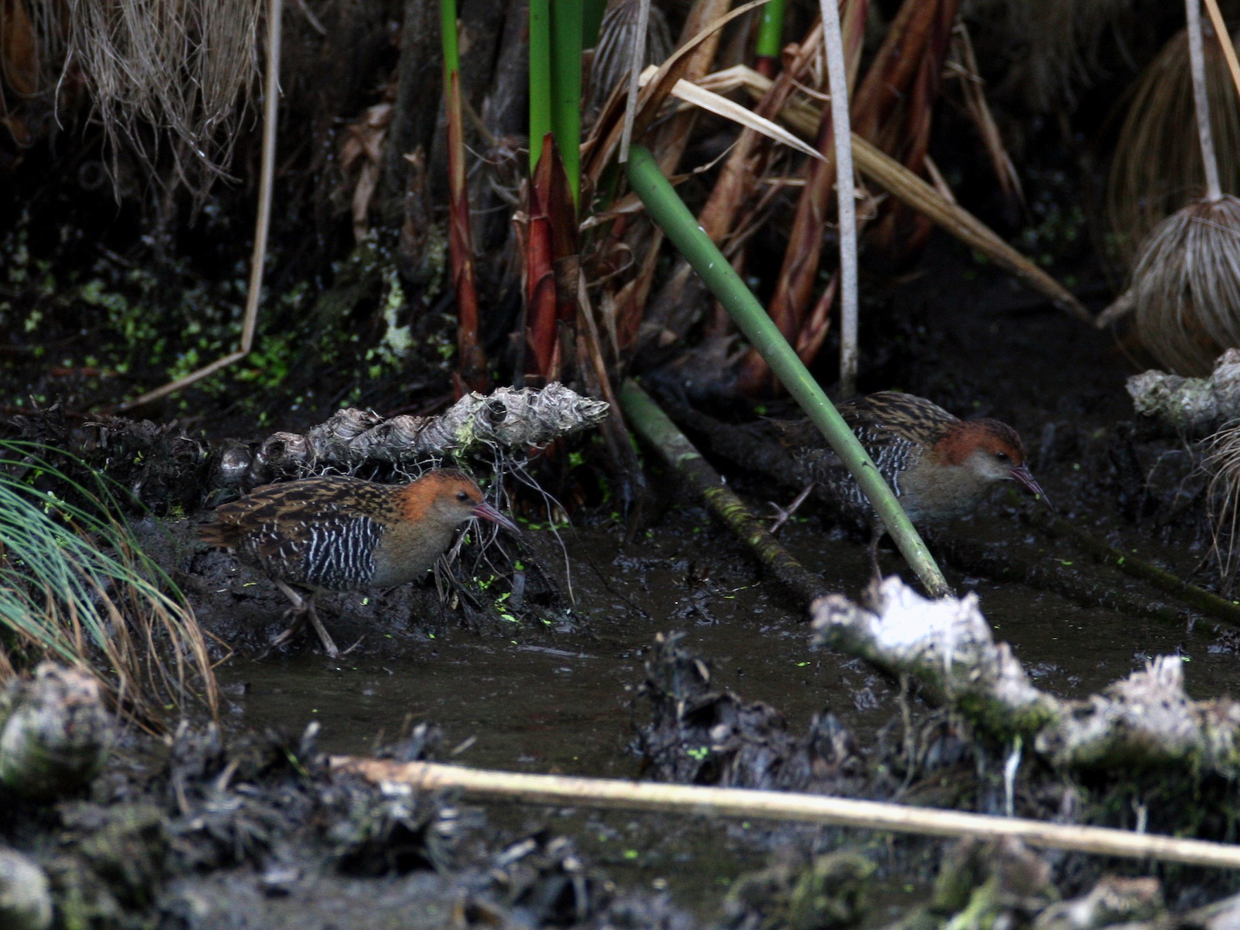 Lewin's Rail - eBird