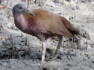 Chestnut Rail - eBird