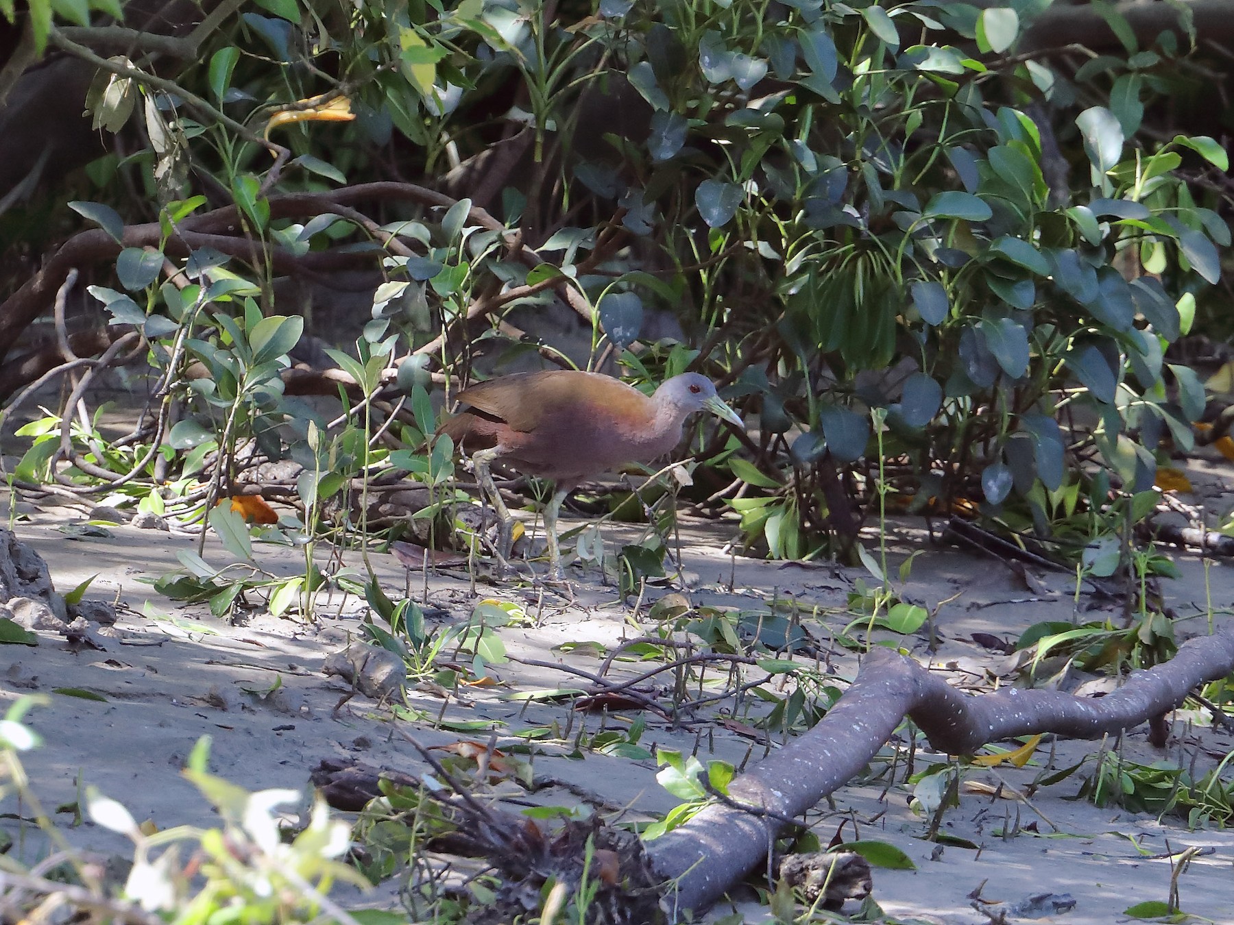Chestnut Rail - eBird