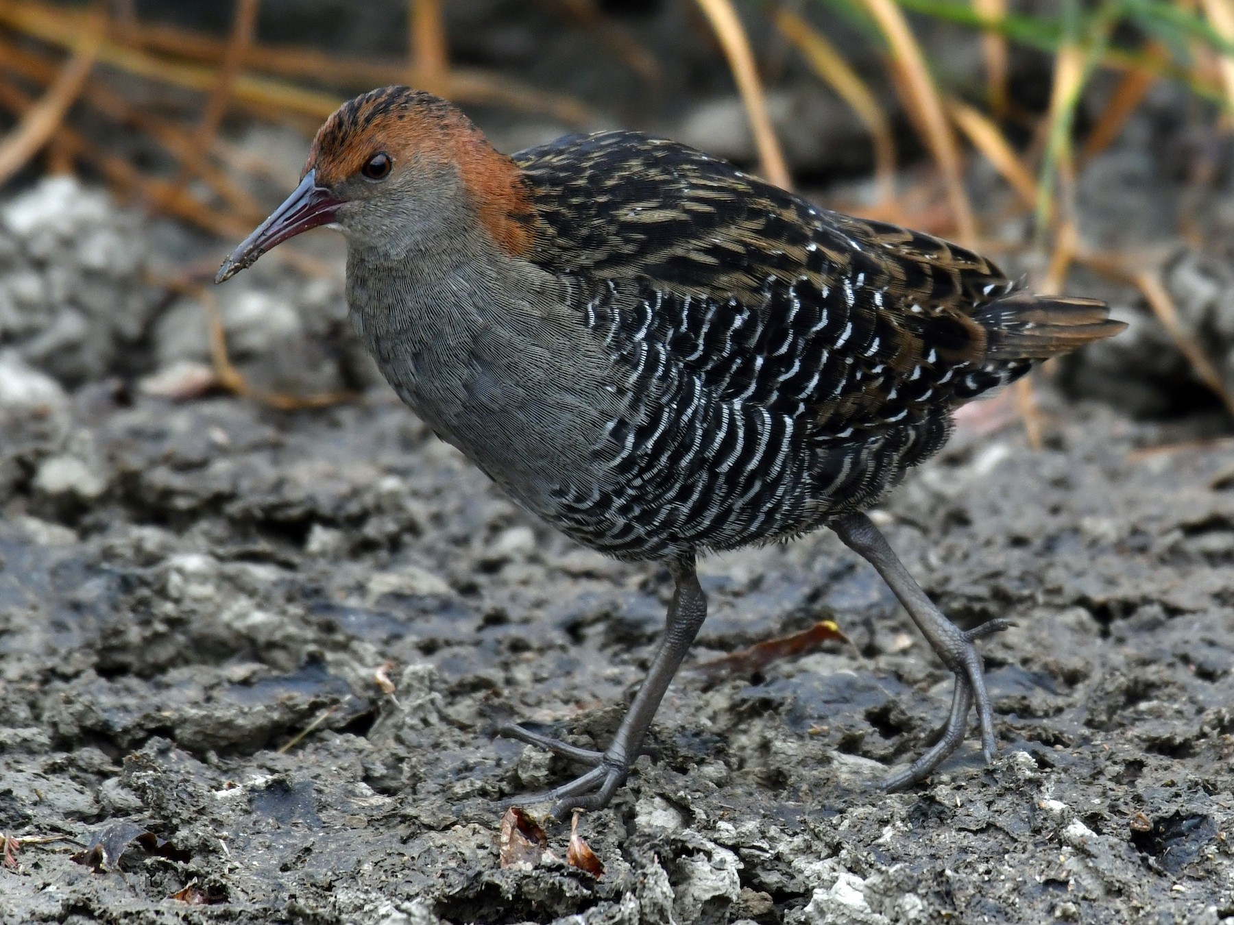 Lewin's Rail - eBird