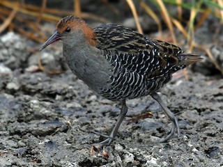 Lewin's Rail - eBird