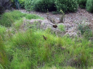 Lord Howe Rail - eBird