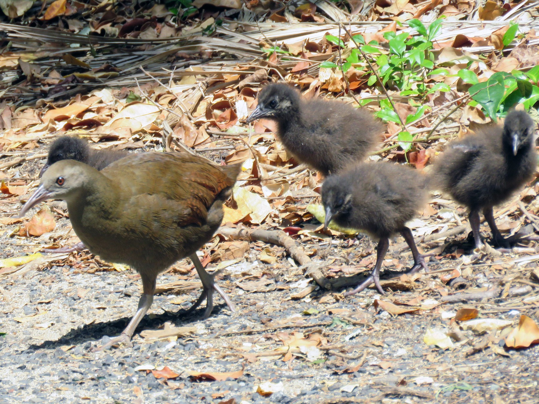 Lord Howe Rail - eBird