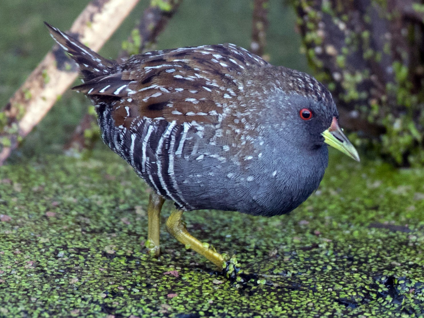 Australian Crake - eBird