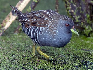 Australian Crake - eBird