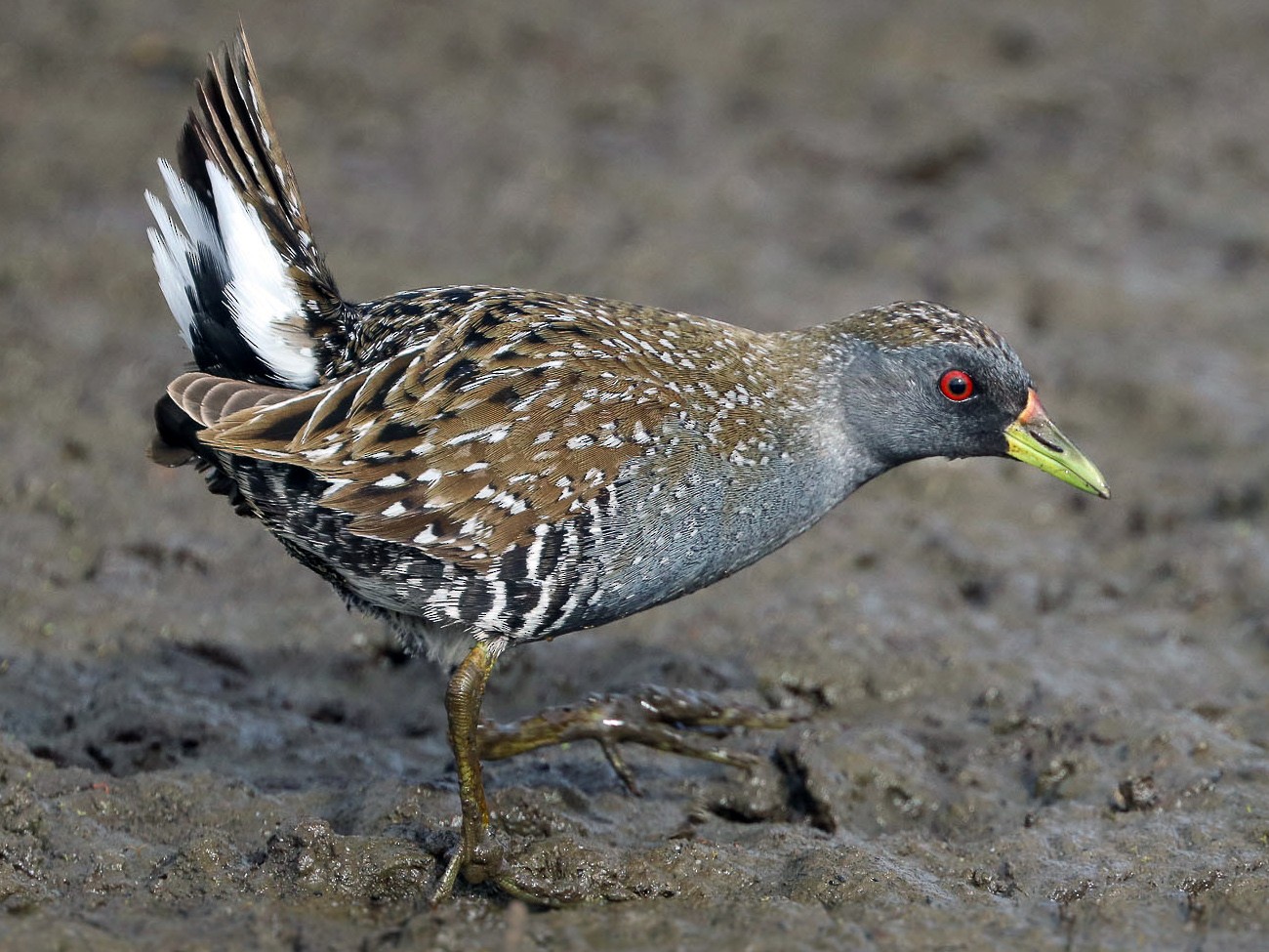Australian Crake - eBird