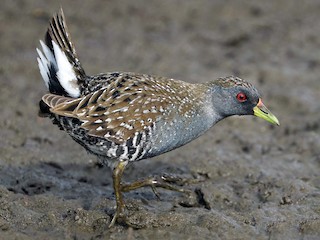 Australian Crake - eBird