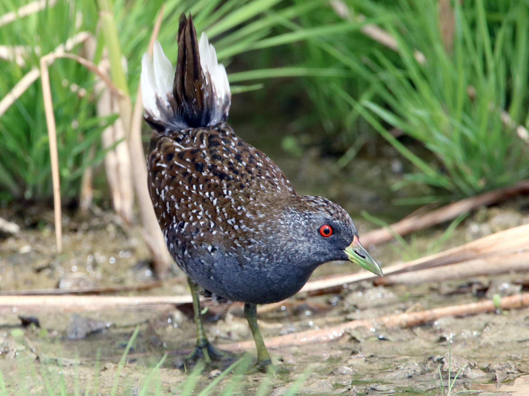 Australian Crake - eBird