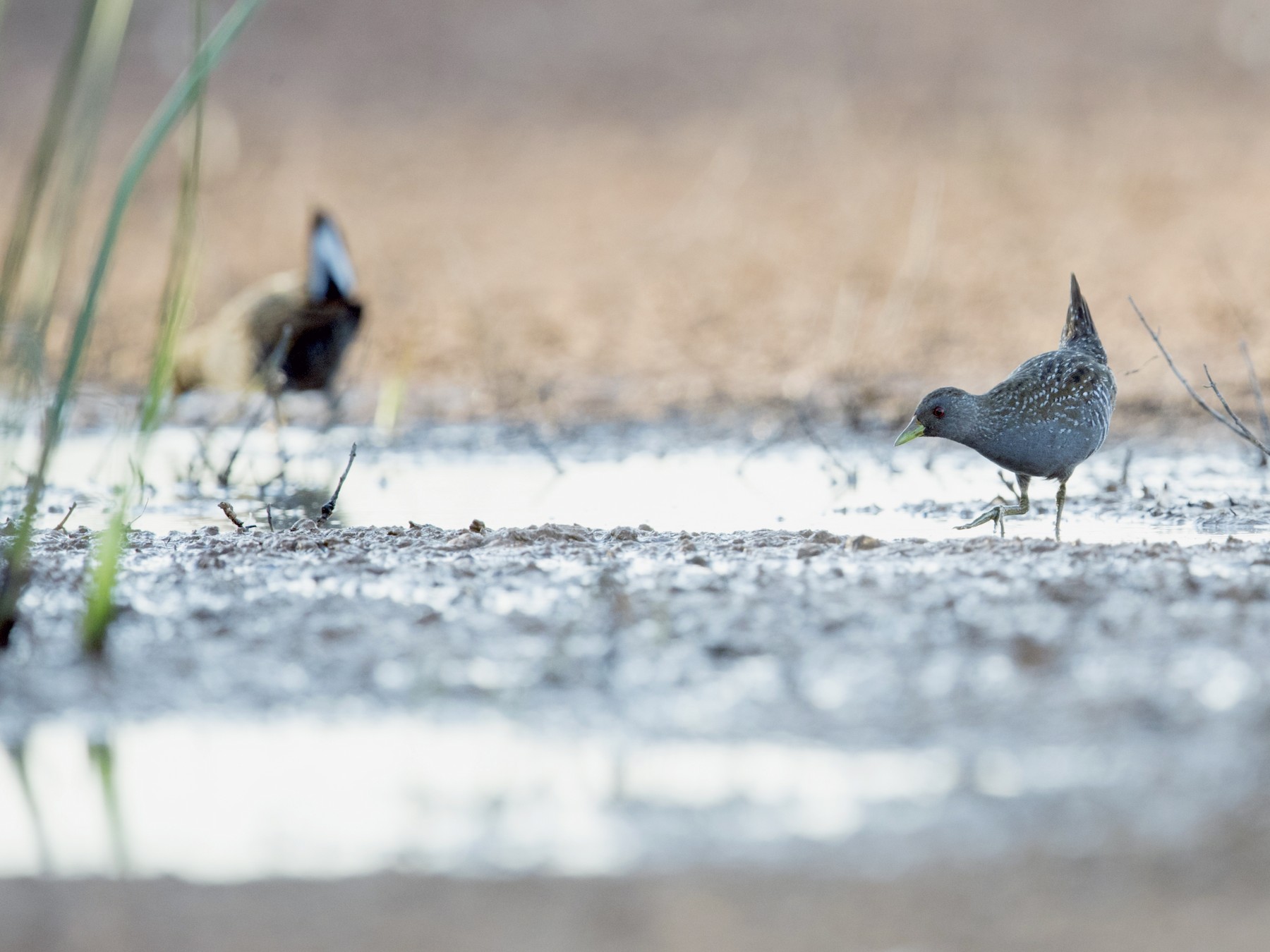 Australian Spotted Crake - eBird