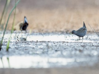 Australian Crake - eBird