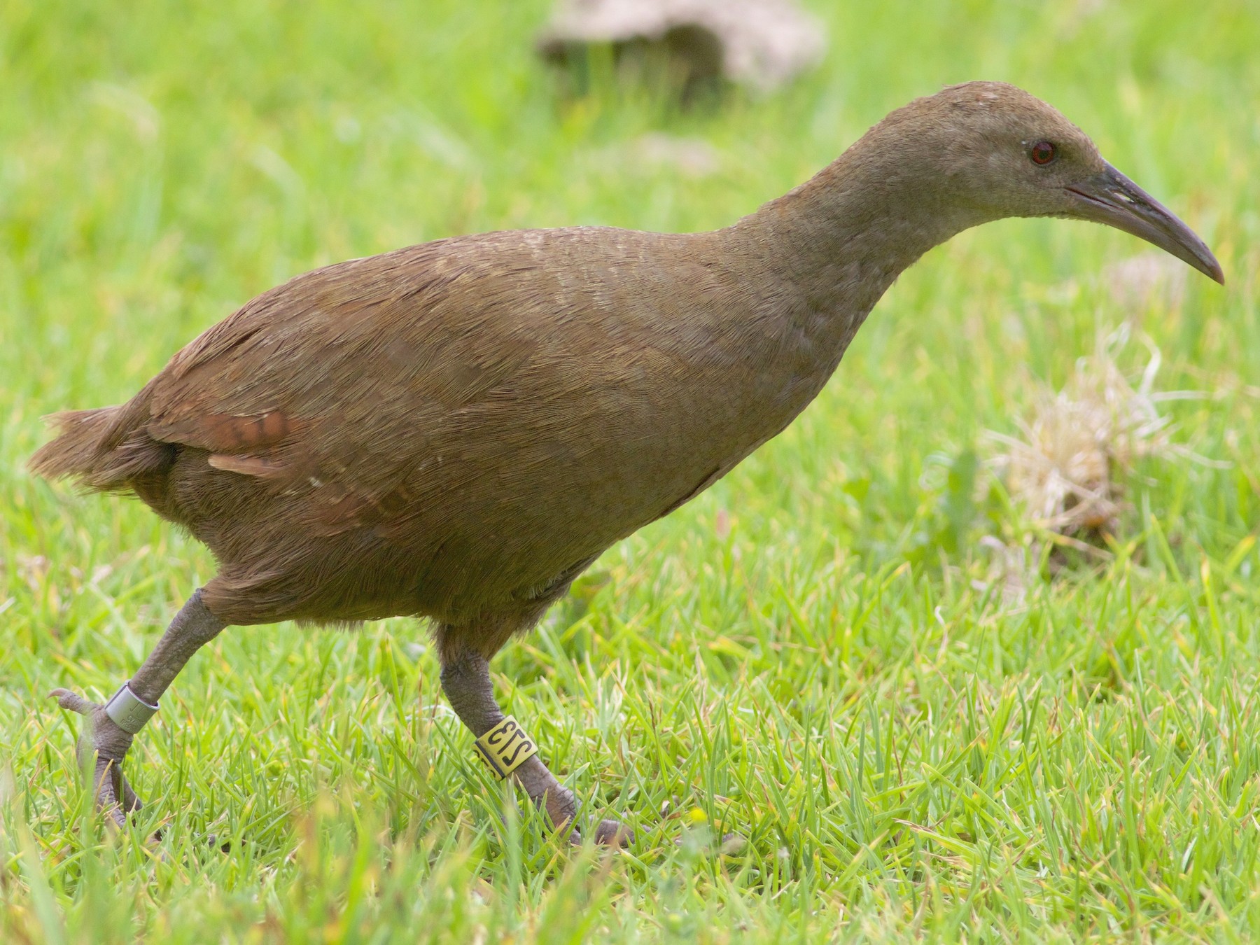 Lord Howe Woodhen - eBird