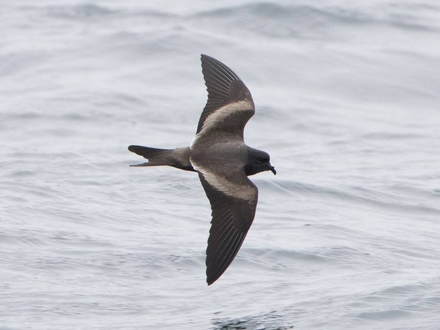 Tristram's Storm-Petrel - eBird