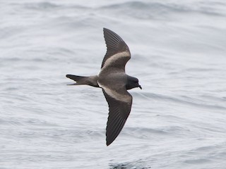Tristram's Storm-Petrel - eBird